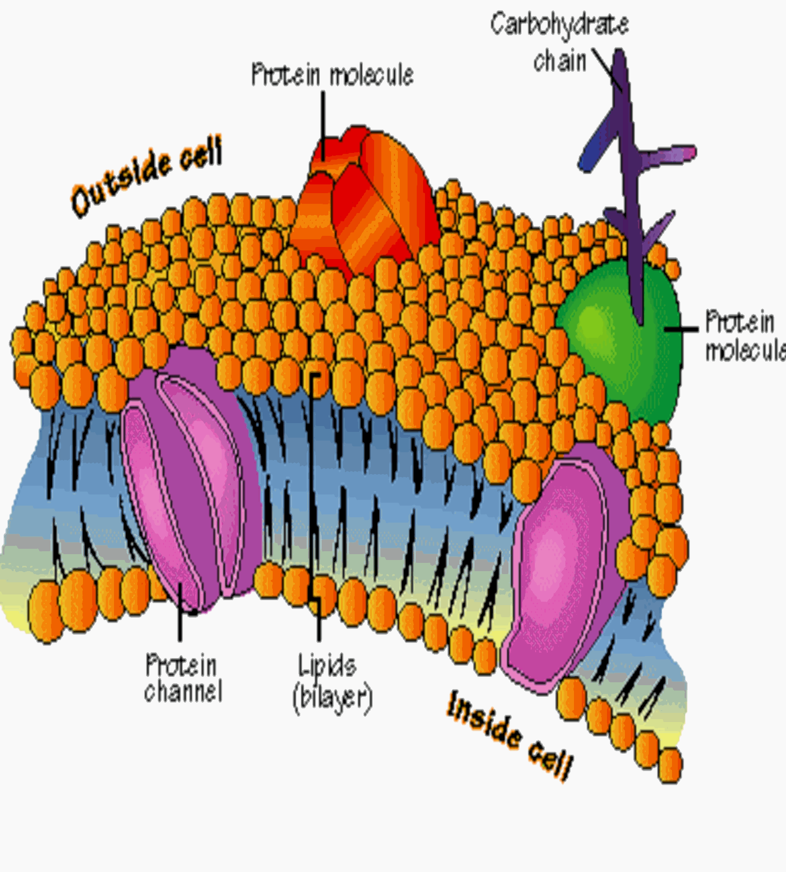 VIII Fluid Mosaic Model