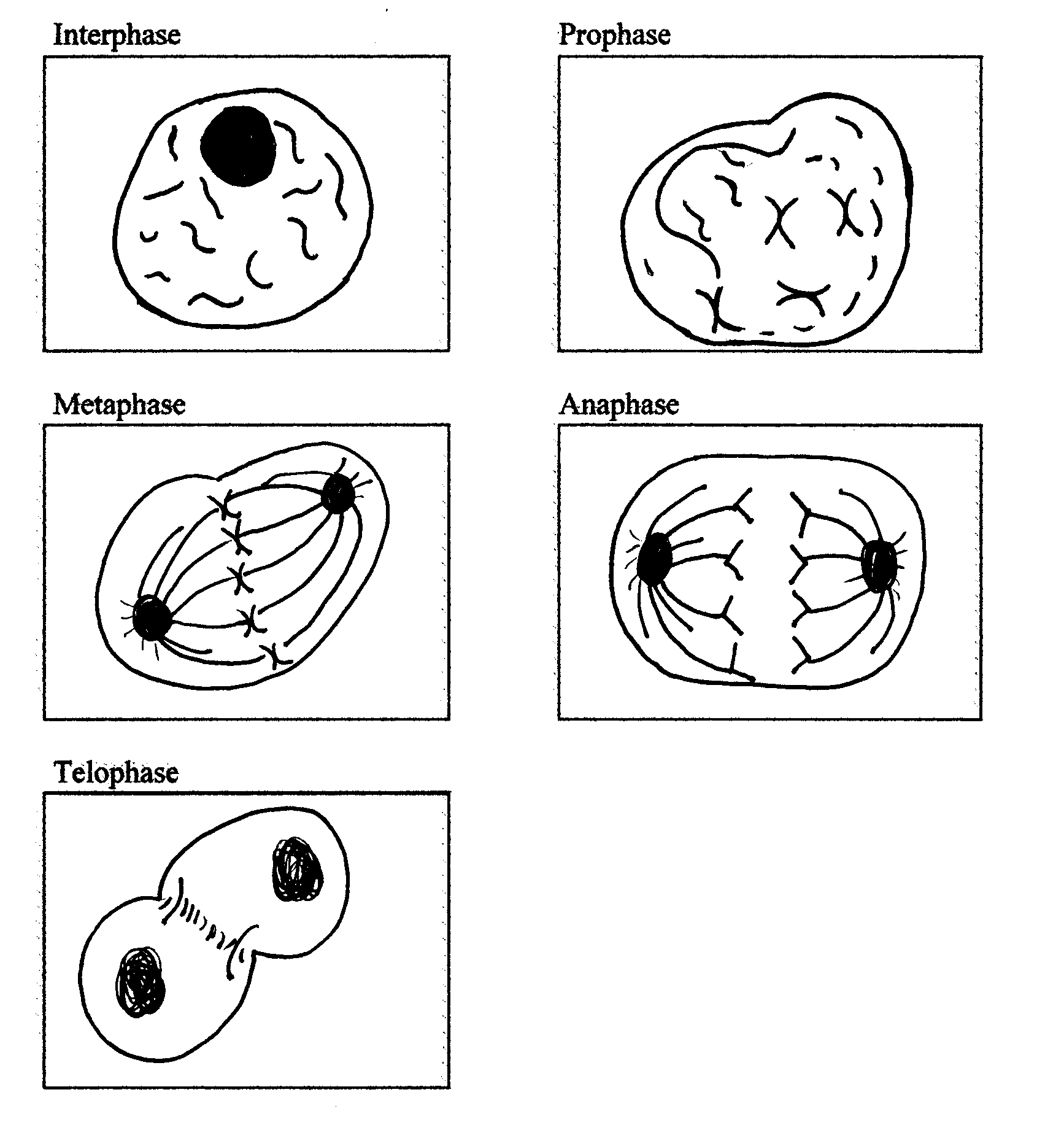 AP Lab 3 Sample 3 Mitosis BIOLOGY JUNCTION