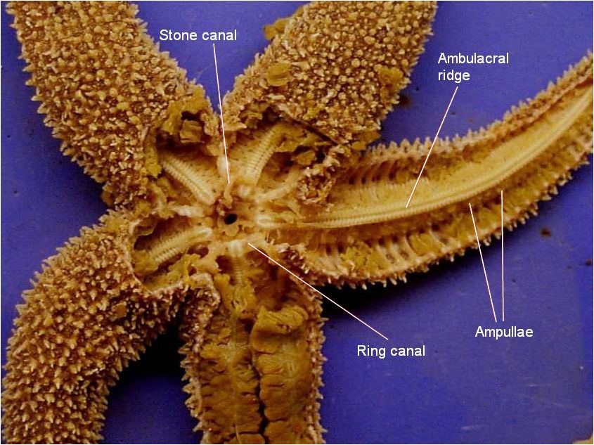 Starfish Dissection BIOLOGY JUNCTION Starfish Dissection BIOLOGY JUNCTION