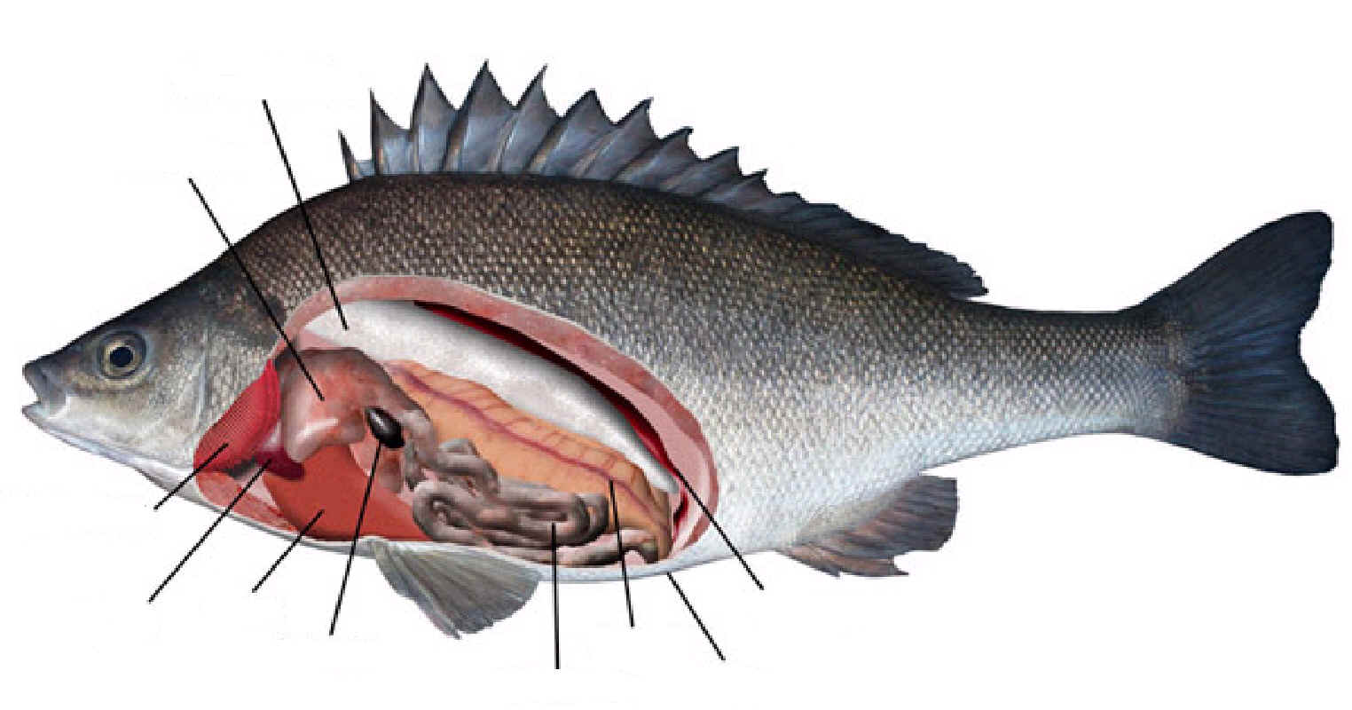 Perch Dissection 2 BIOLOGY JUNCTION