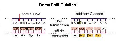 Frameshift mutation; Mutation, Frameshift