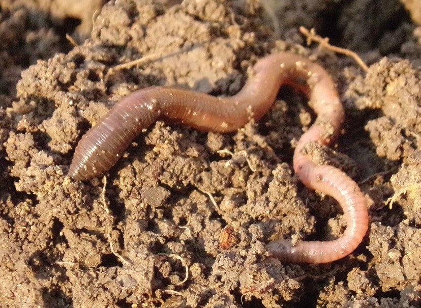 Your Guide To Your First Earthworm Dissection BIOLOGY JUNCTION Your Guide To Your First Earthworm Dissection BIOLOGY JUNCTION