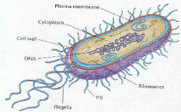 Bacteria - BIOLOGY JUNCTION