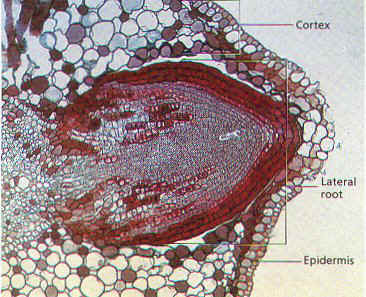 Plant Structure - BIOLOGY JUNCTION