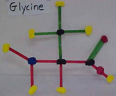 Examples of Organic Models - BIOLOGY JUNCTION