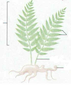 Simple Plants PowerPoint Questions - BIOLOGY JUNCTION