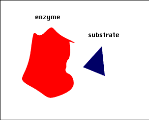 Toothpickase - BIOLOGY JUNCTION
