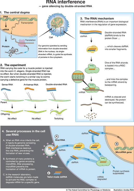 RNA interference abstract - BIOLOGY JUNCTION