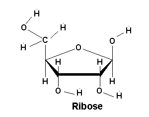 Organic Model Project Bi - BIOLOGY JUNCTION