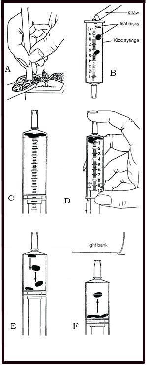 Floating Leaf Disk Assay - BIOLOGY JUNCTION