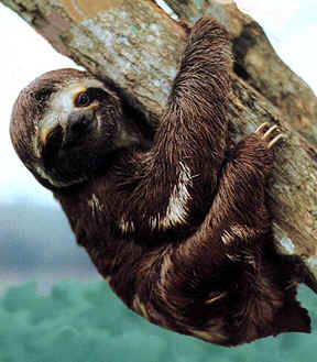 Mammal - BIOLOGY JUNCTION