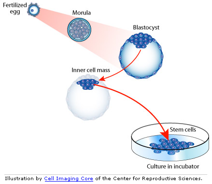 stemcell article