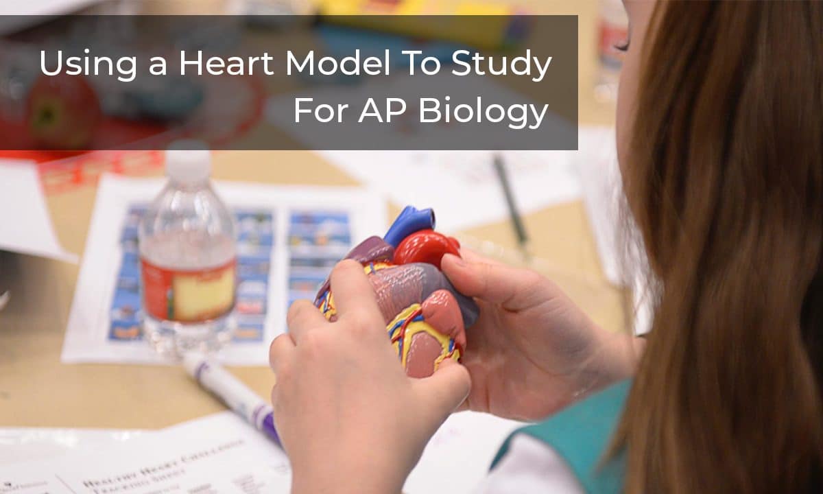 Using a Heart Model to Study for AP Biology - Explore On a Deeper Level