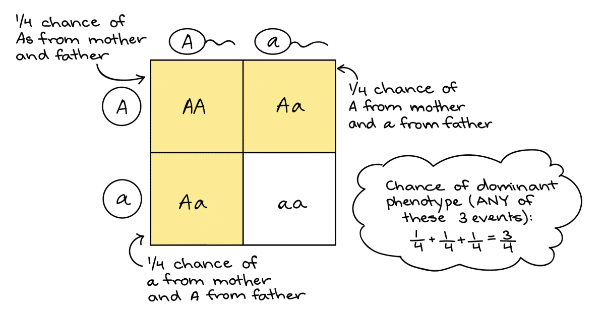 Ten Punnett Square Worksheet Ideas For Middle School Through AP Levels
