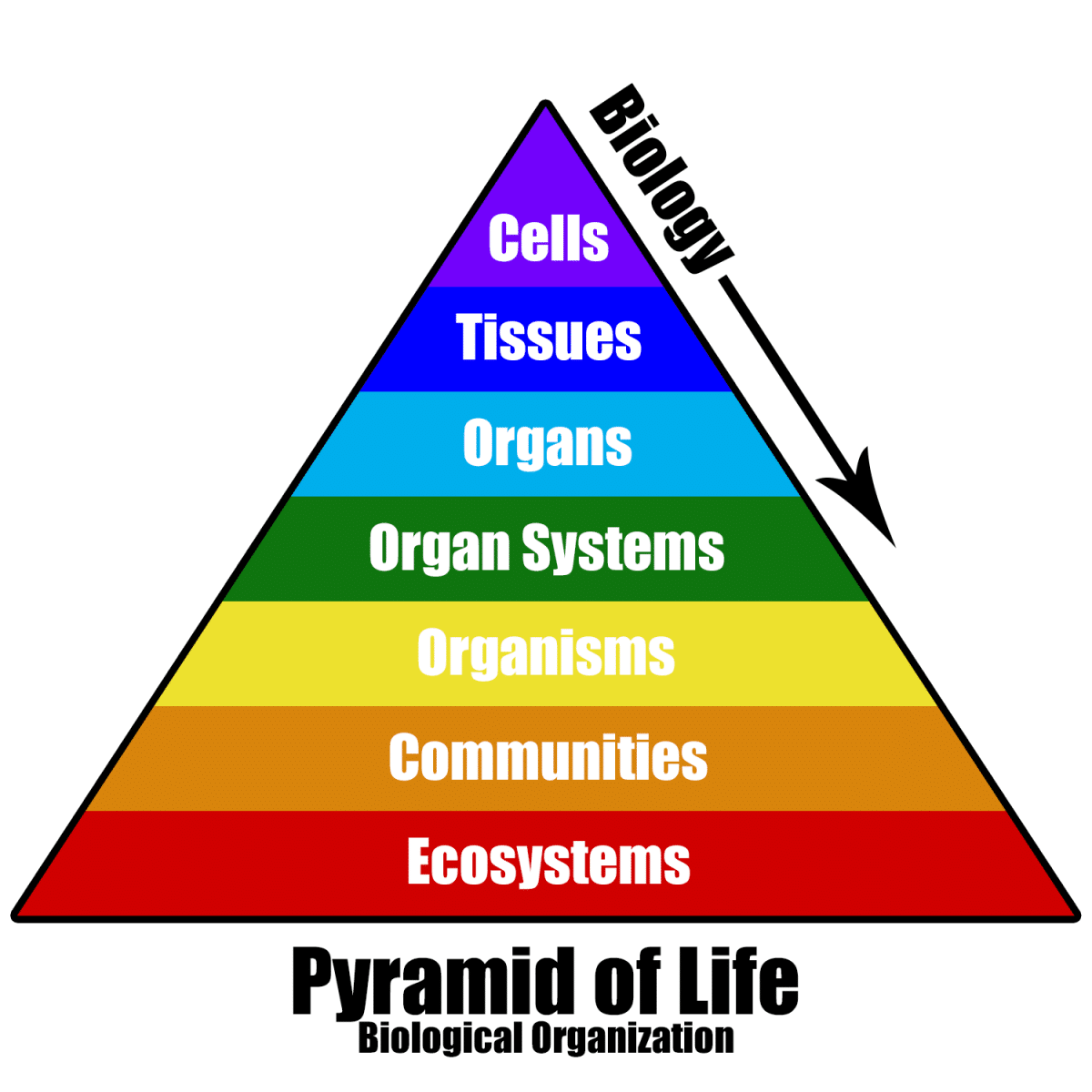 Pyramidchart pyramidoflifebioorganizationwitharrow BIOLOGY JUNCTION